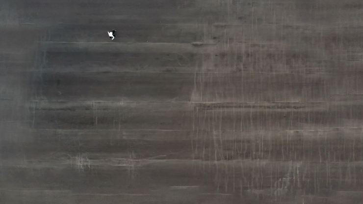 Wizard Skating - Logic Makes Magic